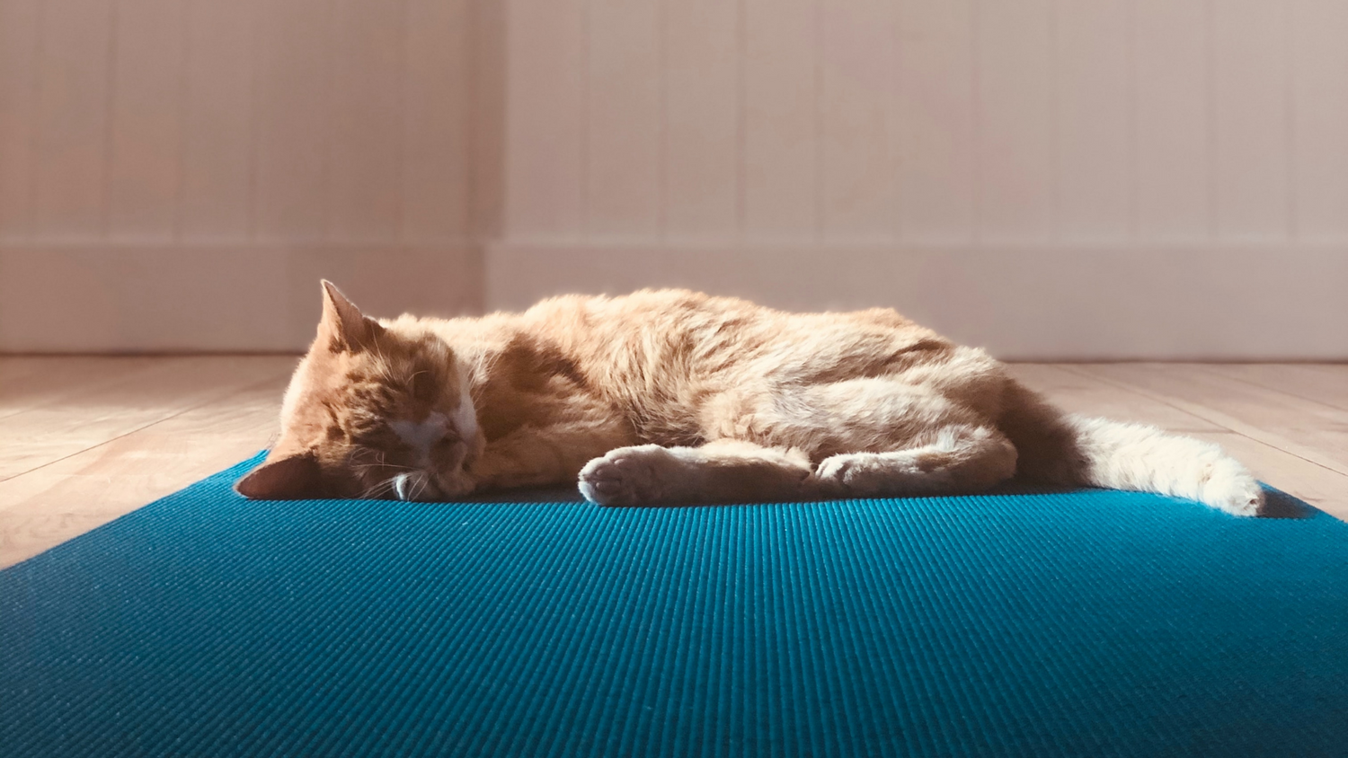 Joyful Wellness Virtual Yoga Studio | Yoga, Wellness Coaching & Reiki ...